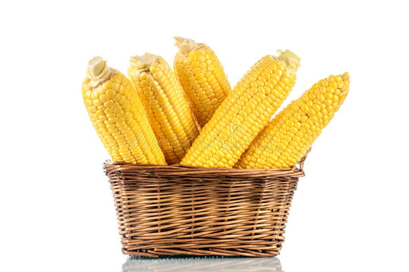 Raw Corn Cobs with Kitchen Utensils Isolated on White Background and ...