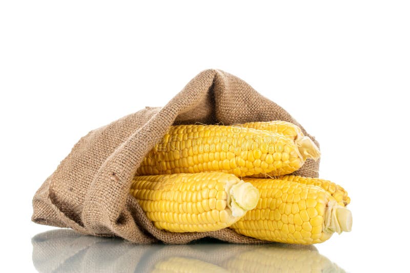 Raw Corn Cobs with Kitchen Utensils Isolated on White Background and ...