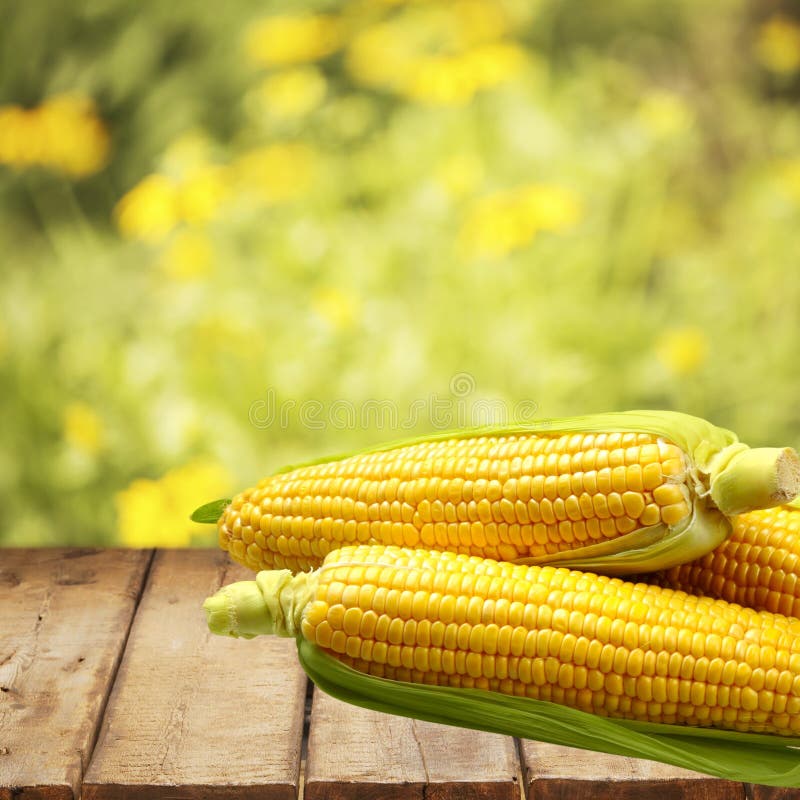 Raw Corn Cobs on Blurred Background Stock Photo - Image of fresh ...