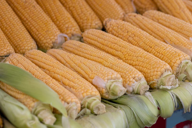 Raw Corn. Cooking Food on the Street Stock Photo - Image of ingredient ...