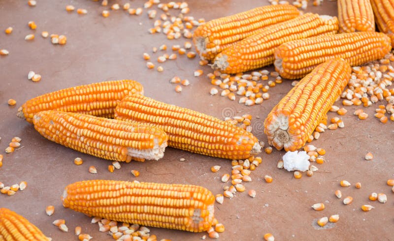 Raw corn stock photo. Image of summer, nutrition, golden - 22907256