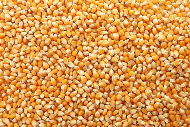 Raw Corn Kernels As Background Stock Photo - Image of color, maize ...