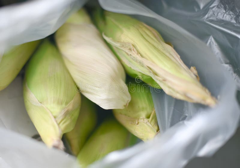 Raw corn in plastic bag stock photo. Image of maize - 177323598
