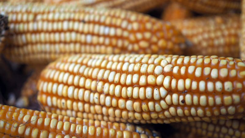 Raw Corn Seeds or Corn Kernels are the Fruits of Corn. Grains of Ripe ...