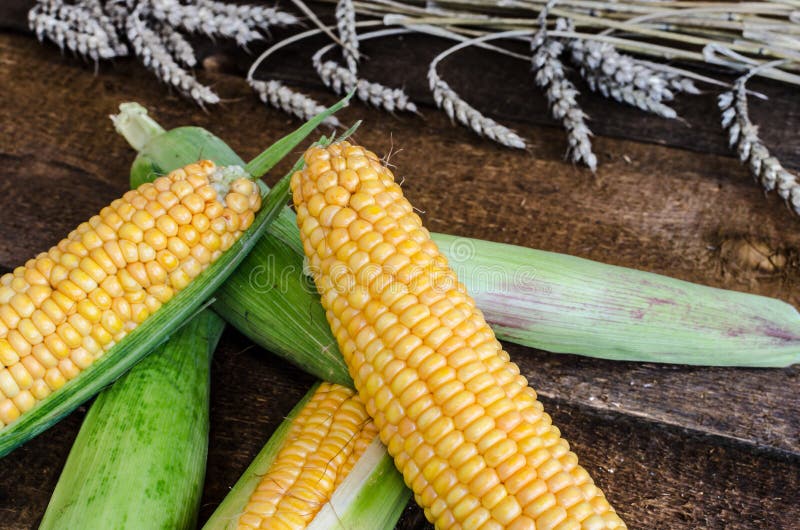 Raw corn on wood table stock photo. Image of golden, green - 43811978