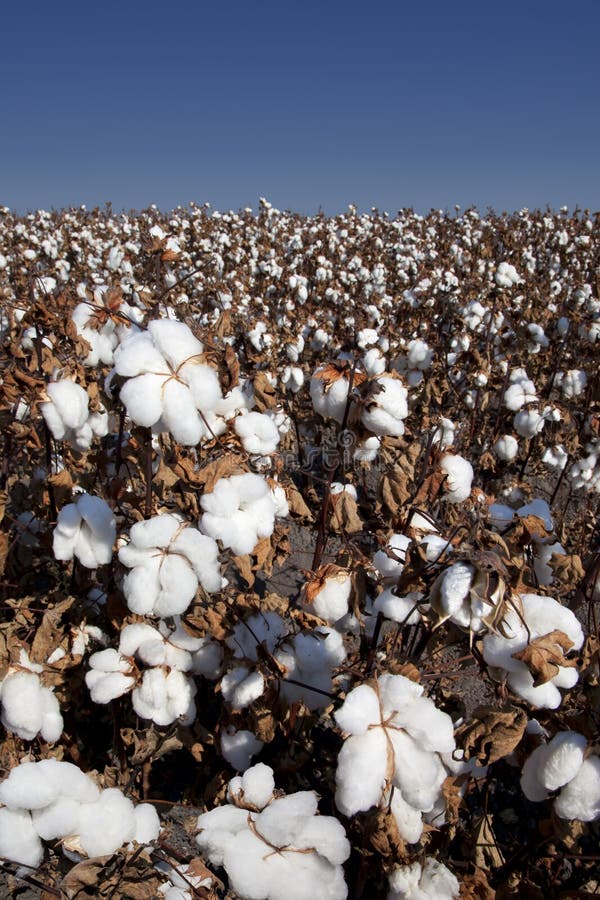 Raw Cotten in the Field stock photo. Image of farm, cotton - 23282552