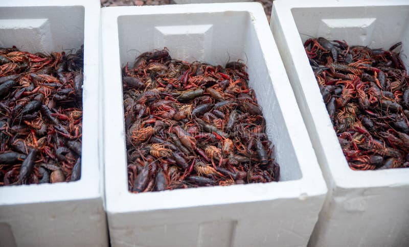 Raw crawfish from ocean stock photo. Image of tray, sausage - 264652350