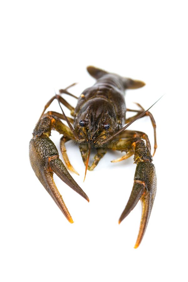 Raw crawfish stock photo. Image of isolated, white, seafood - 36227810