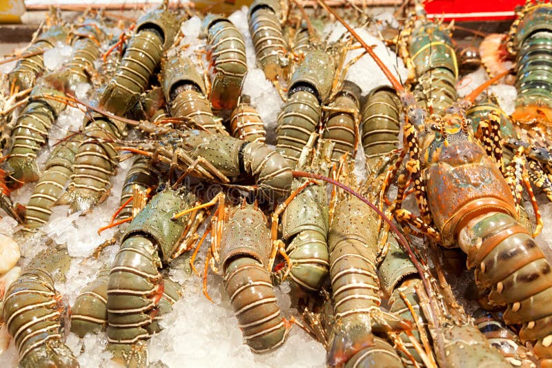 Raw Crayfish stock image. Image of natural, close, white - 48594777