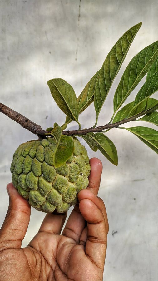 Raw Custard Apple Hanging on Hand Stock Photo - Image of closeup ...