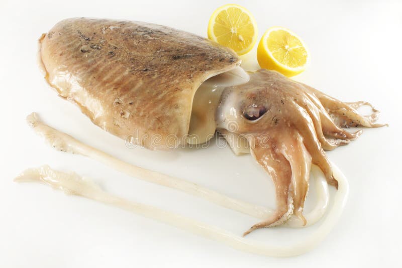 Raw cuttlefish stock image. Image of cuttlefish, seafood - 14191509