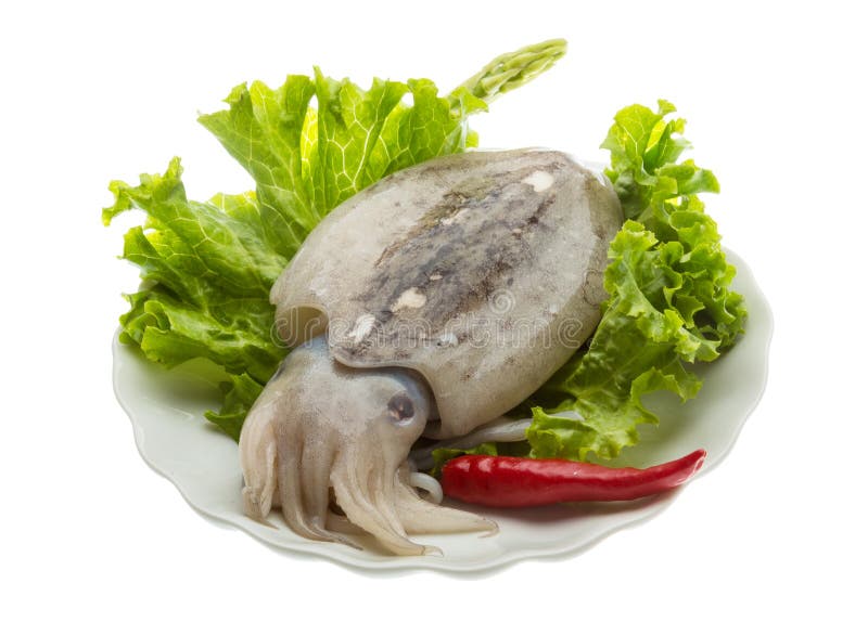 Raw cuttlefish stock image. Image of mollusk, healthy - 44081441