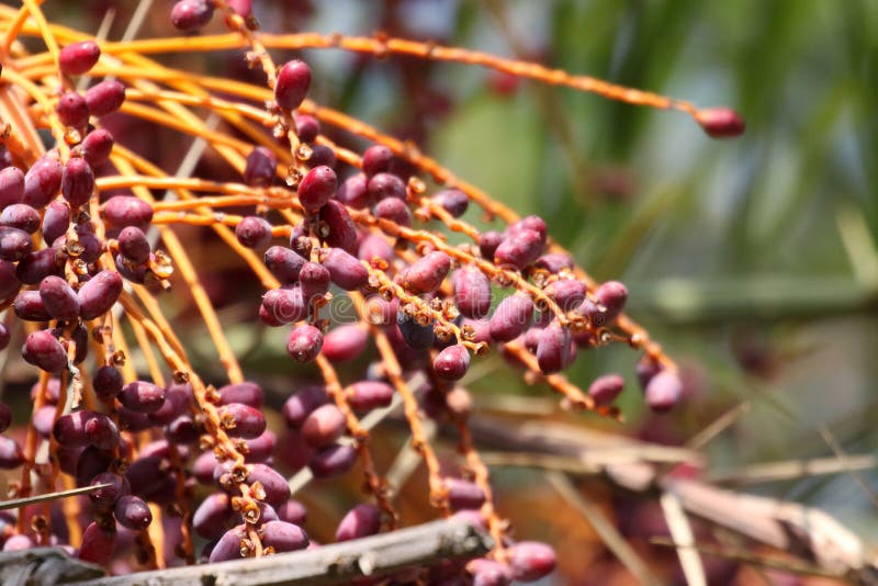 Raw dates stock image. Image of dhabi, eastern, east - 31181993