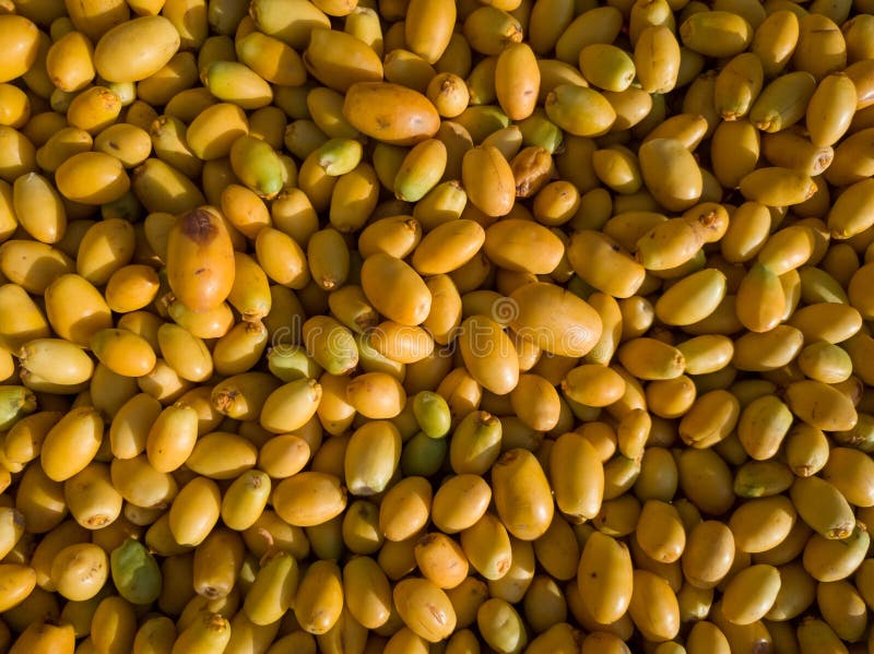 Raw Dates Fruit Background View from Above. Date Fruit Farming in ...