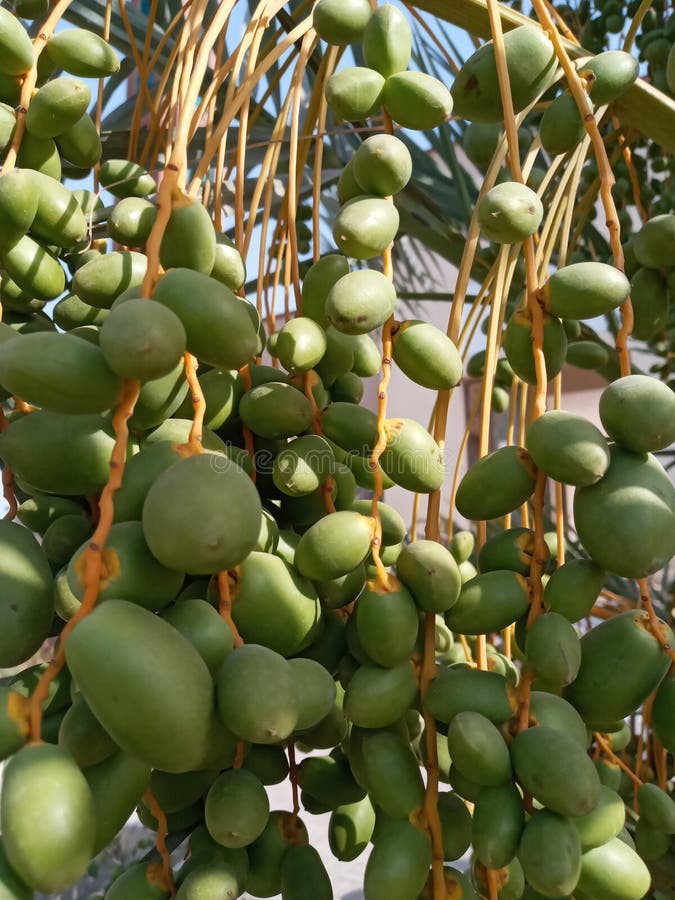 Tree with Dates and Leef Views Stock Image - Image of shrub, tropics ...