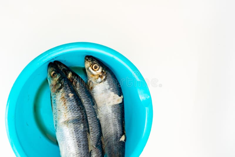 Raw Defrosted Fish in a Blue Basin on a White Background Stock Image ...