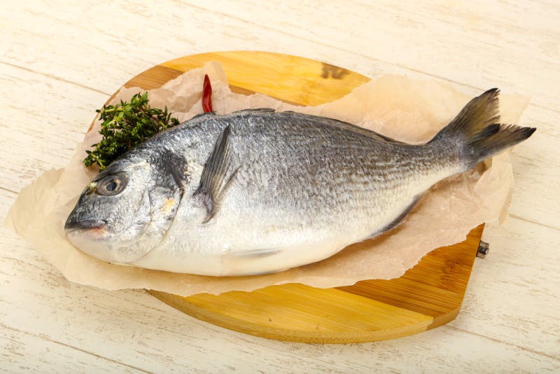 Raw dorada fish stock image. Image of seafood, white - 114723847