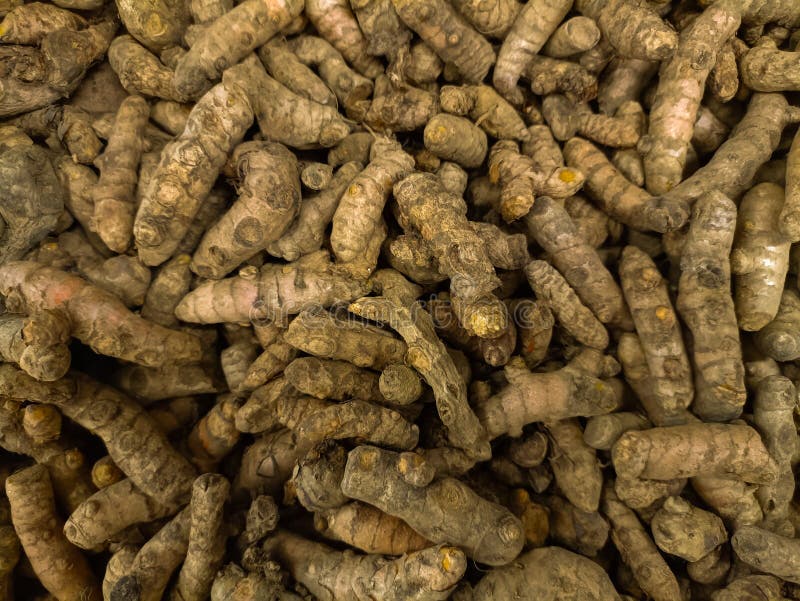 Raw Dried Turmeric Roots Commonly Used in Culinary and Medicinal ...