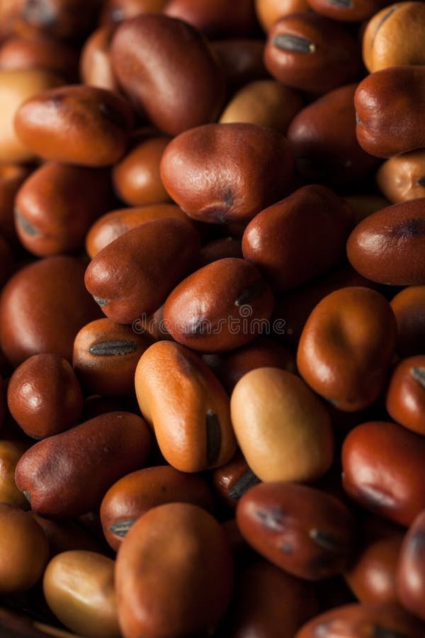 Raw Dry Organic Fava Beans stock photo. Image of ingredient - 70309572