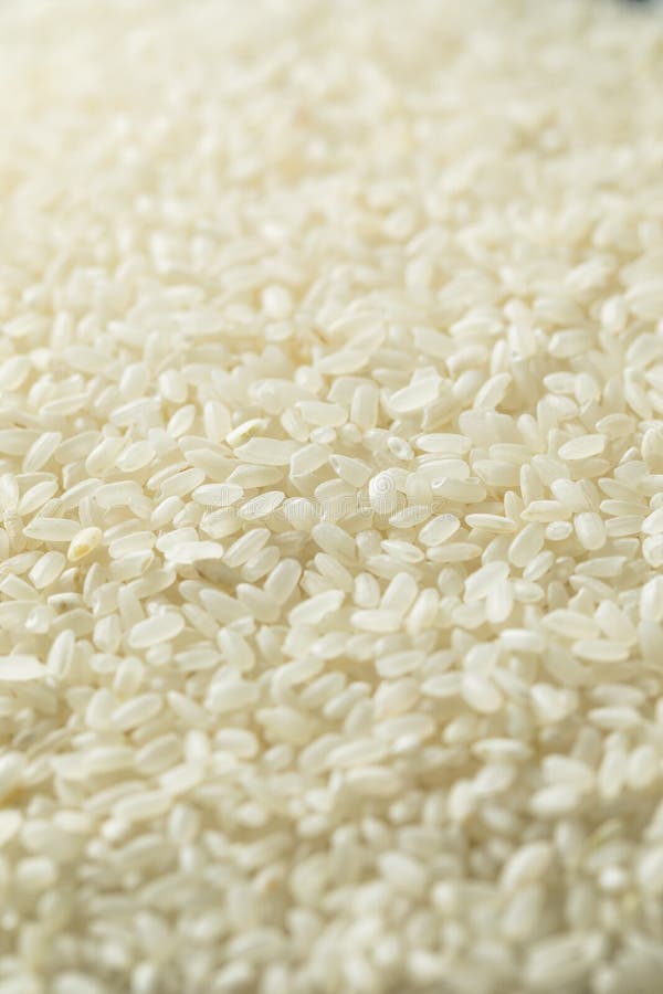 Raw Dry Organic Short Grain White Rice Stock Image - Image of uncooked ...
