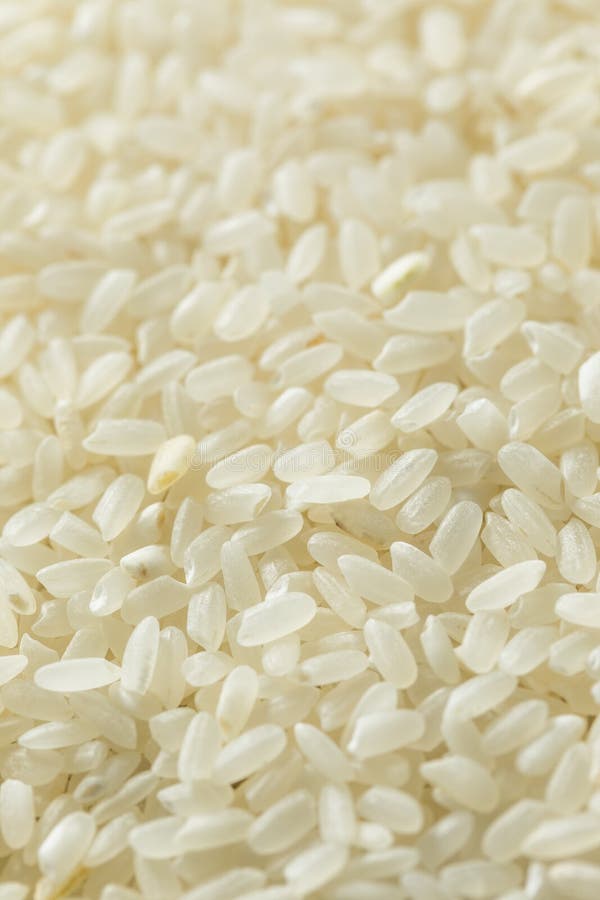 Raw Dry Organic Short Grain White Rice Stock Image - Image of thai ...
