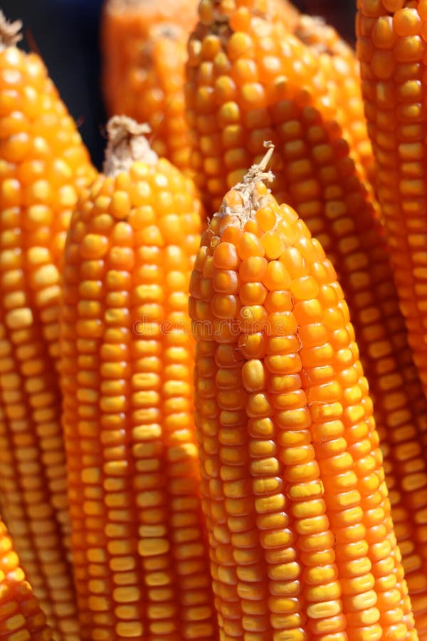 Raw Dry Sweet Corn Pod, it is a Cereal Plant that Yields Large Grains ...