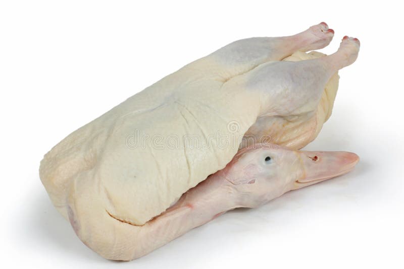 RAW DUCK stock photo. Image of duck, protein, white, fowl - 17935600