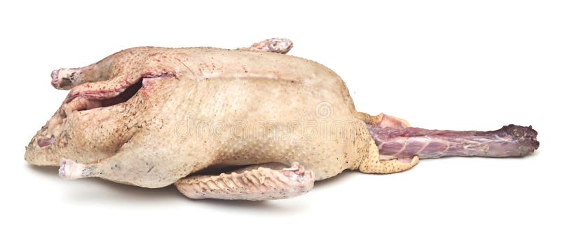 Raw duck stock image. Image of protein, isolated, breast - 35372295