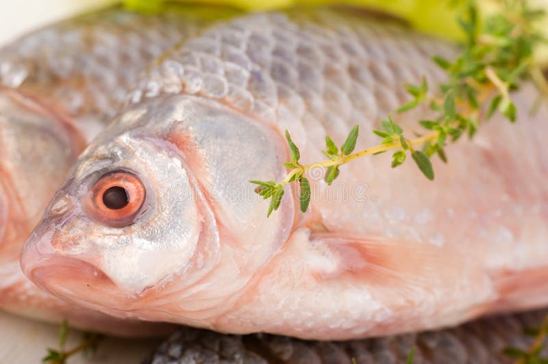 Raw European Carp with a Thyme Stock Image - Image of water, seafood ...