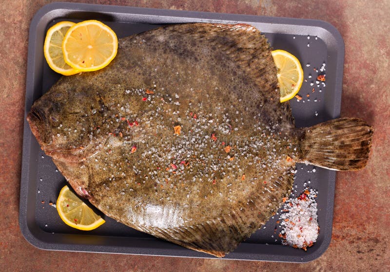 European Plaice Pleuronectes Platessa Stock Photo - Image of europe ...