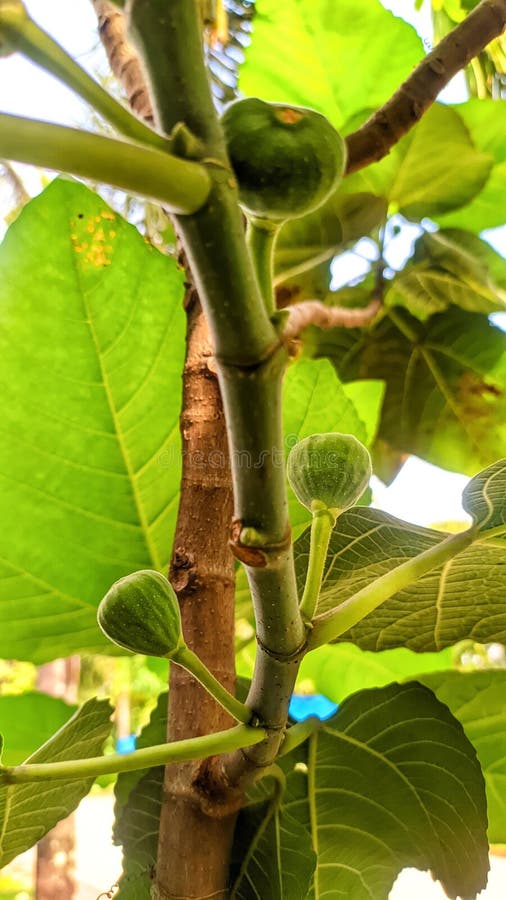 Raw Figs Fruit Hanging on the Tree Stock Photo - Image of organic ...