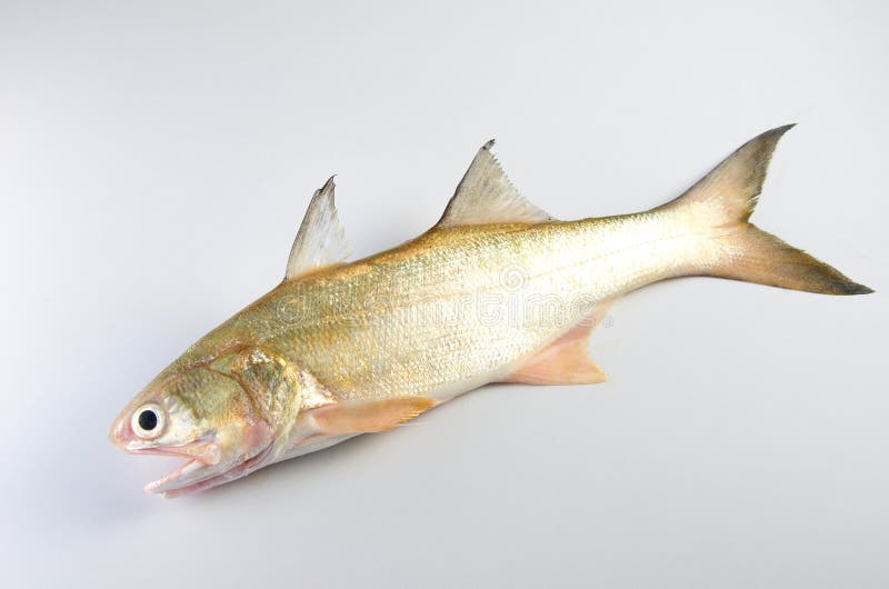 Fish Silver Carp, Hypophthalmichthys Molitrix Stock Photo - Image of ...