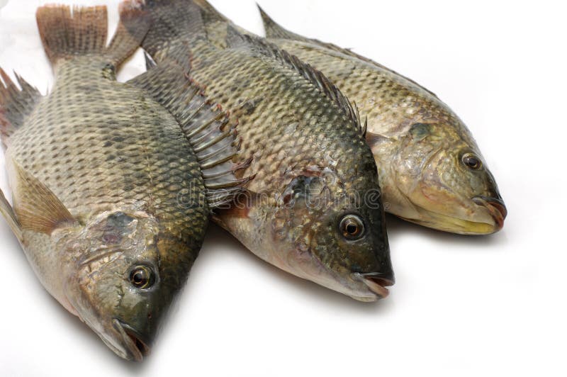 Raw fish stock image. Image of silver, animal, healthy - 22171077