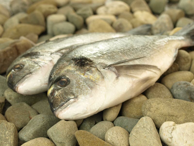 Raw fish stock photo. Image of vegetarian, eyes, pebbles - 24618488