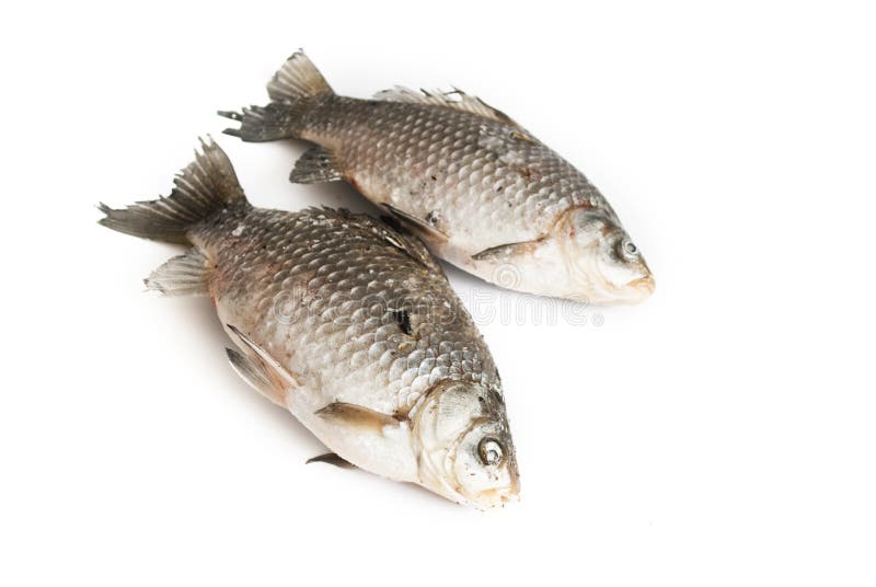 Fishing stock photo. Image of gear, fish, bait, freedom - 9652056