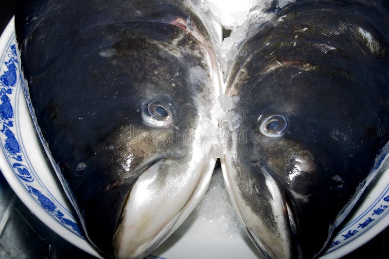 Raw fish stock photo. Image of fishing, mouth, organic - 6770016