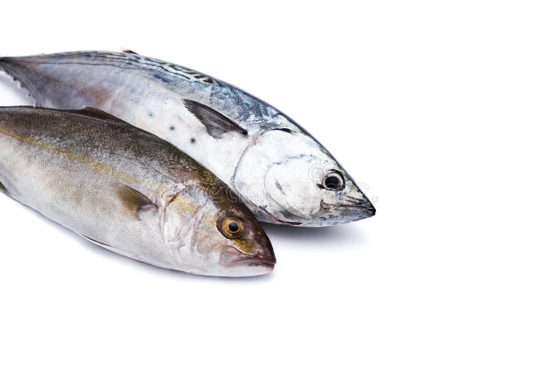 Raw Fish, Bonito and Yellowtail, Isolated on White Stock Image - Image ...
