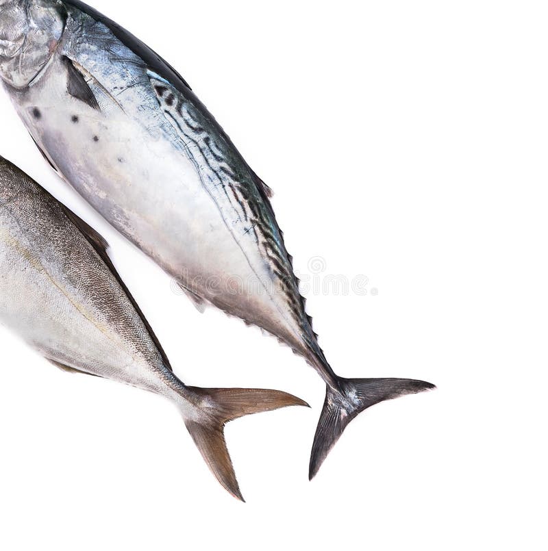 Raw Fish, Bonito, Isolated on White Stock Image - Image of ...