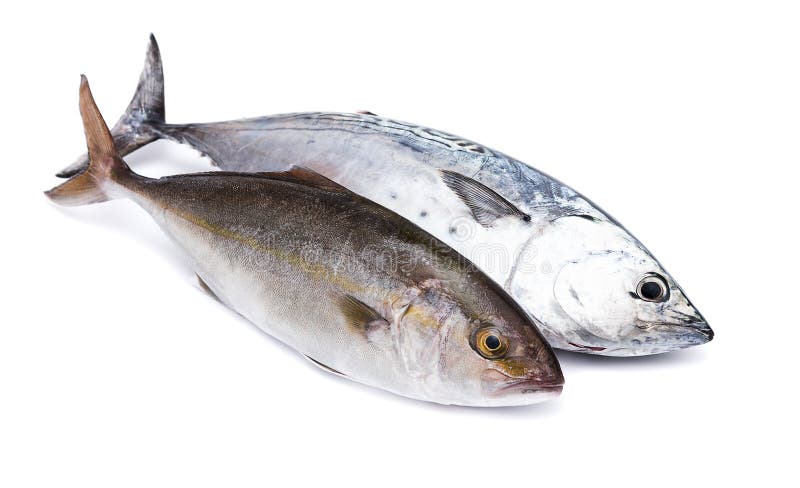 Raw Fish, Bonito, Isolated on White Stock Image - Image of ...