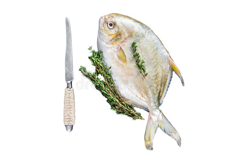 Raw Fish Butterfish or Pompano with Herbs Isolated on White Background ...