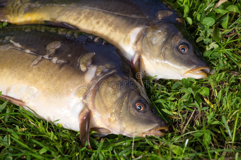 Raw fish carp stock image. Image of angler, healthy, kitchen - 35587381