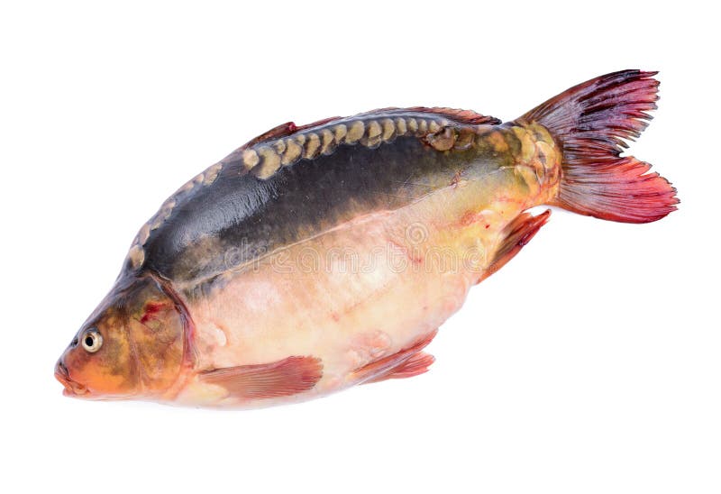 Raw fish carp stock image. Image of fish, carpio, color - 132429189