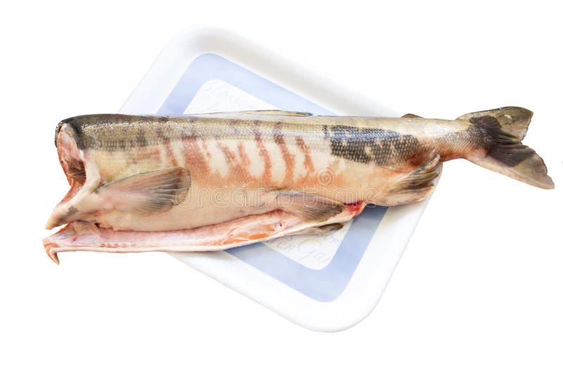 Raw fish chum stock photo. Image of isolated, fresh, natural - 51732024