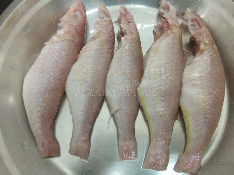 Cleanedfish Stock Photos - Free & Royalty-Free Stock Photos from Dreamstime