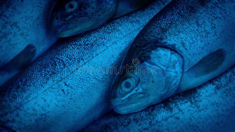 Raw Fish in Cold Storage stock video. Video of iced - 250086661