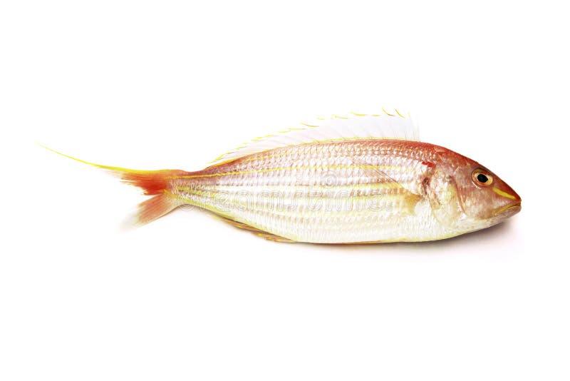 Raw fish. Conceptual image stock photo. Image of single - 186529136