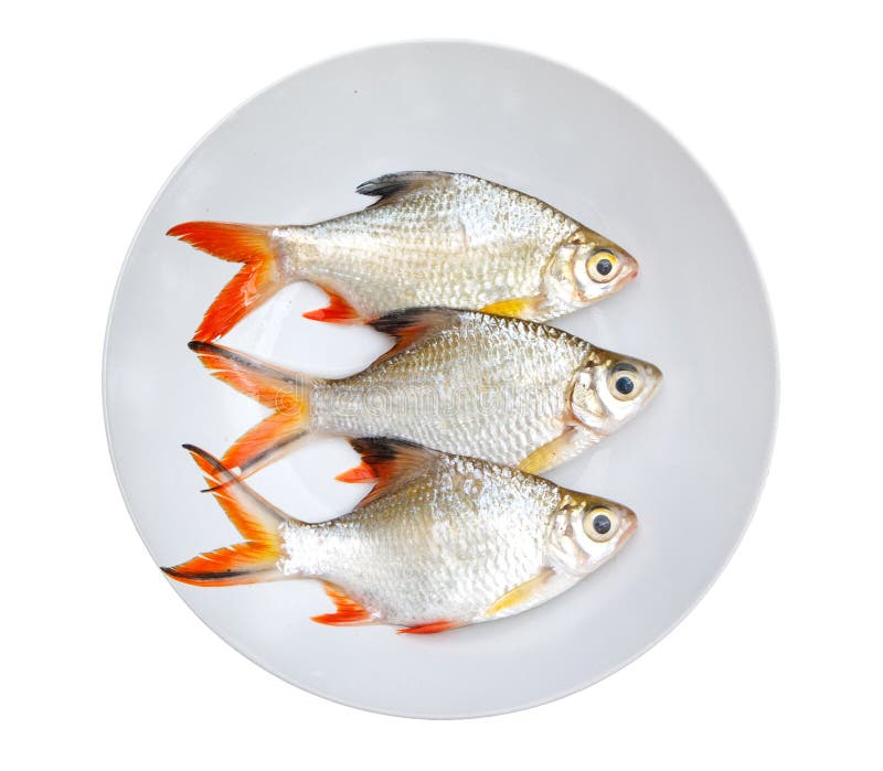 Fishes stock photo. Image of kembong, white, fresh, snapper - 12421892