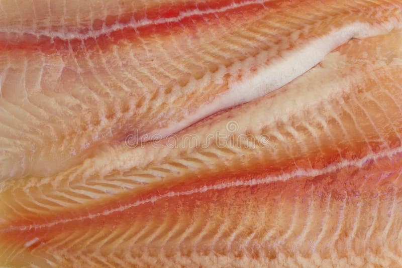 Raw fish fillet stock image. Image of vital, slice, lunch - 32004277