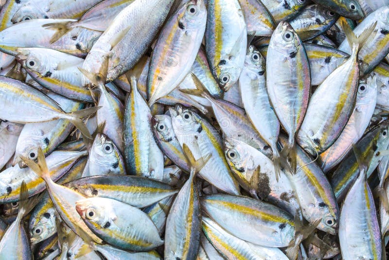 A Pile of Raw Fish from Fishermen S Boat Stock Photo - Image of scale ...