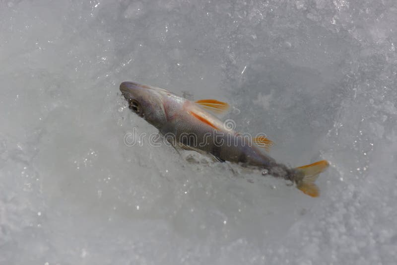 Raw fish after fishing stock photo. Image of market, cold - 67061428